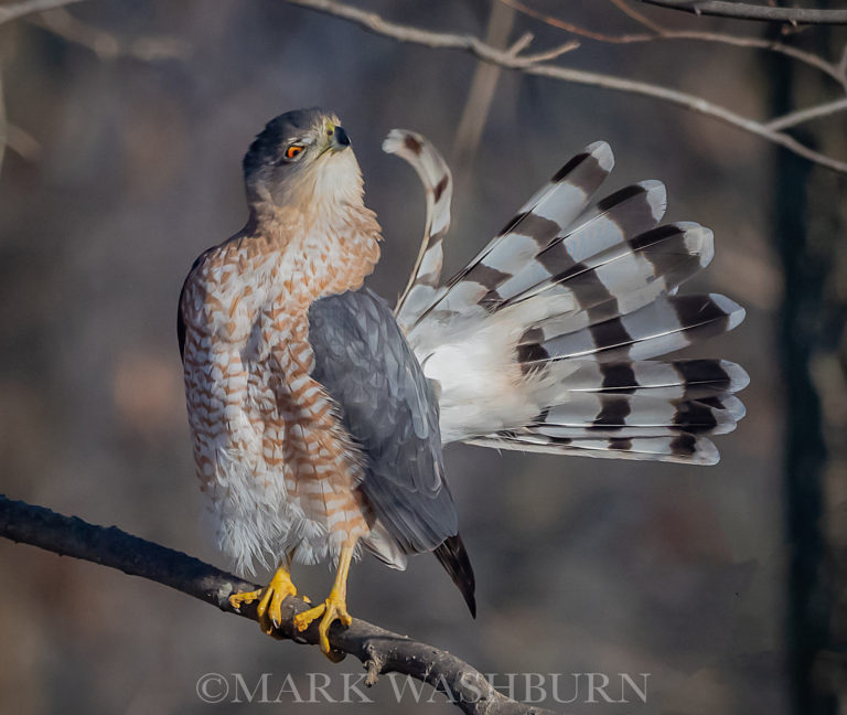 “Preener” – Coopers Hawk