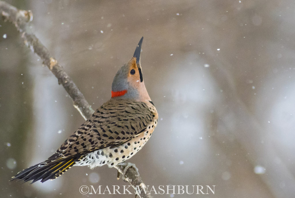 Northern Flicker In Snow
