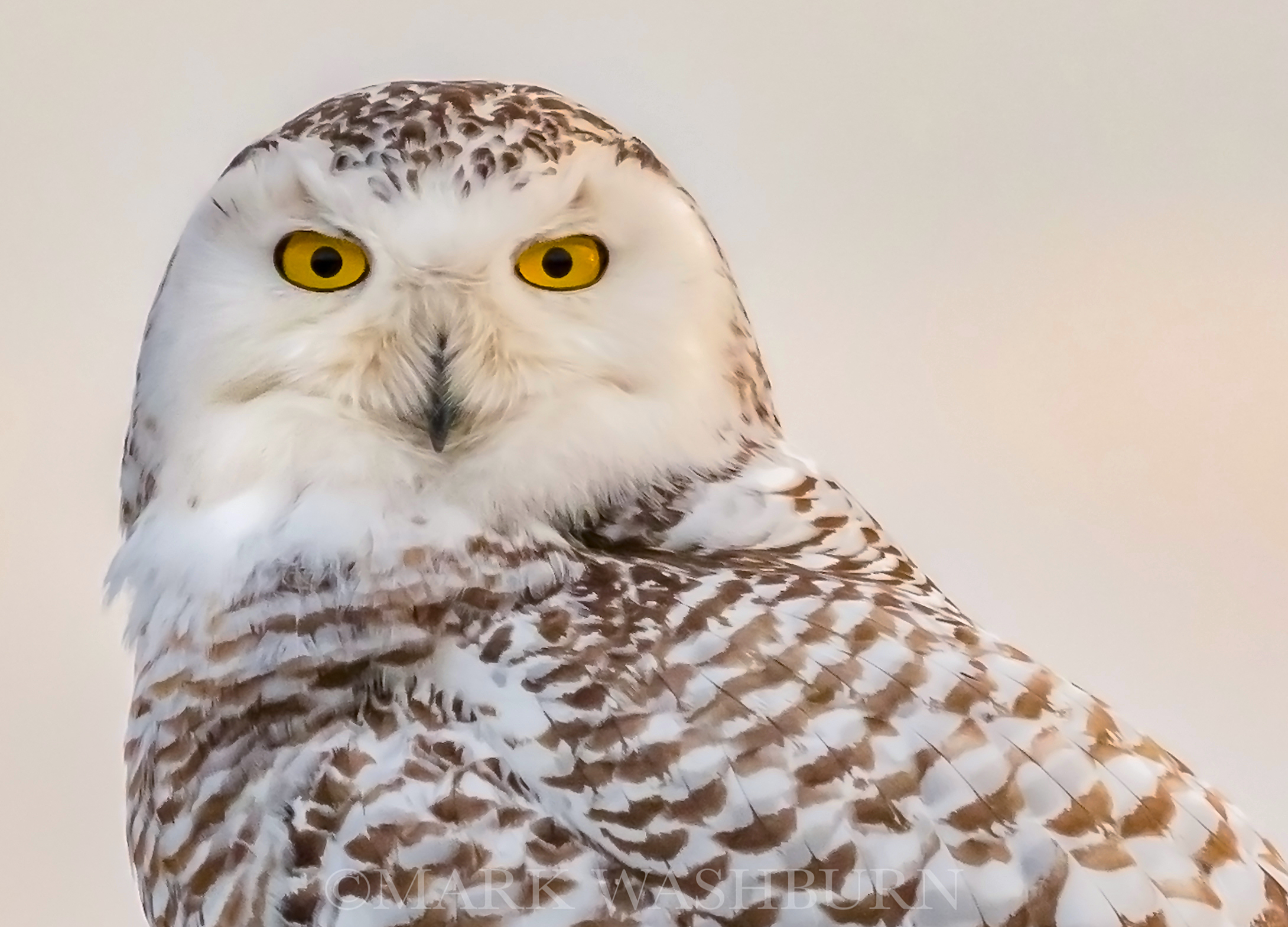 The Christmas Miracle – Snowy Owl