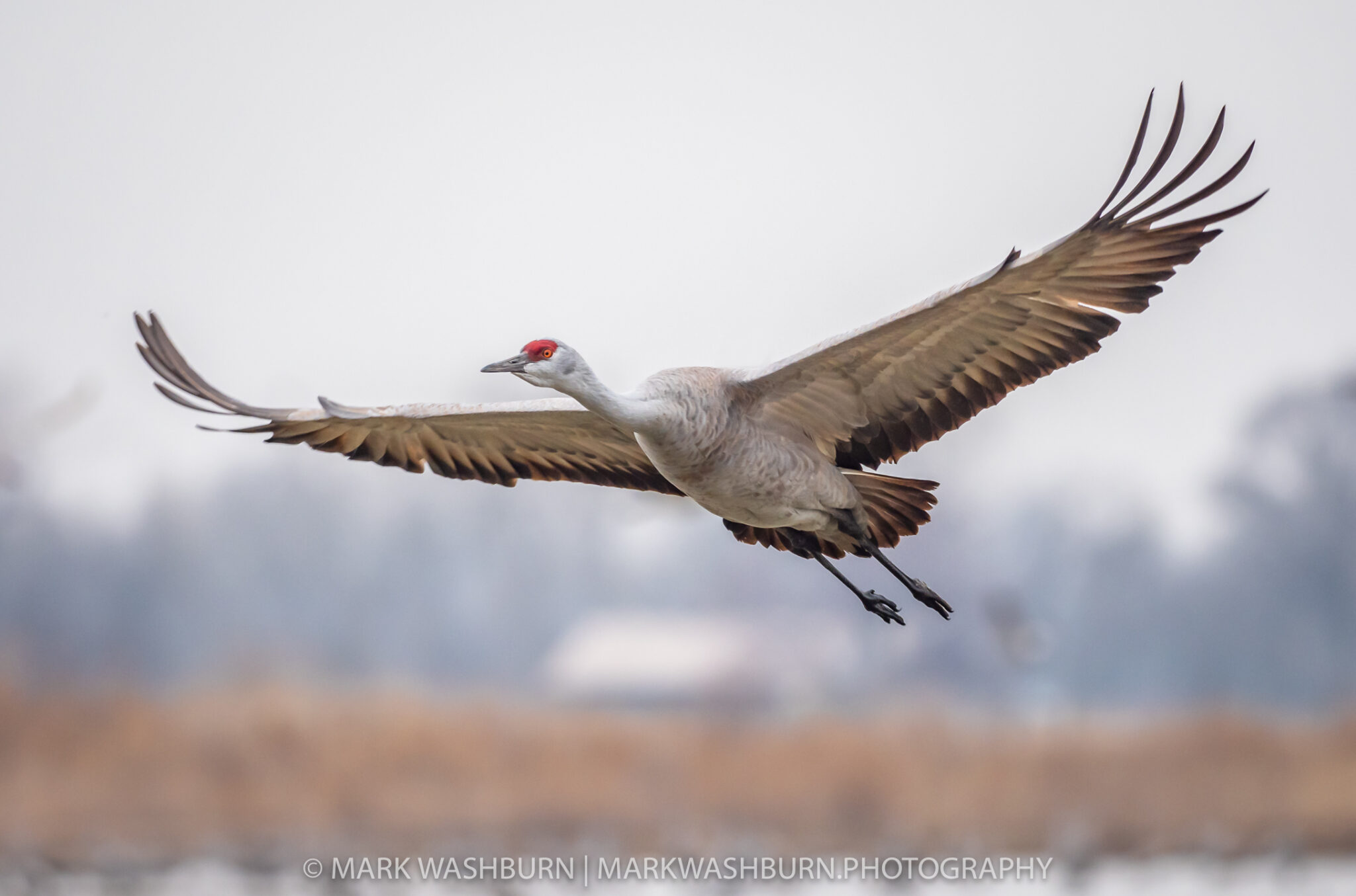Blind Ambitions – Sandhill Cranes