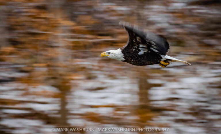 In Motion – Bald Eagle