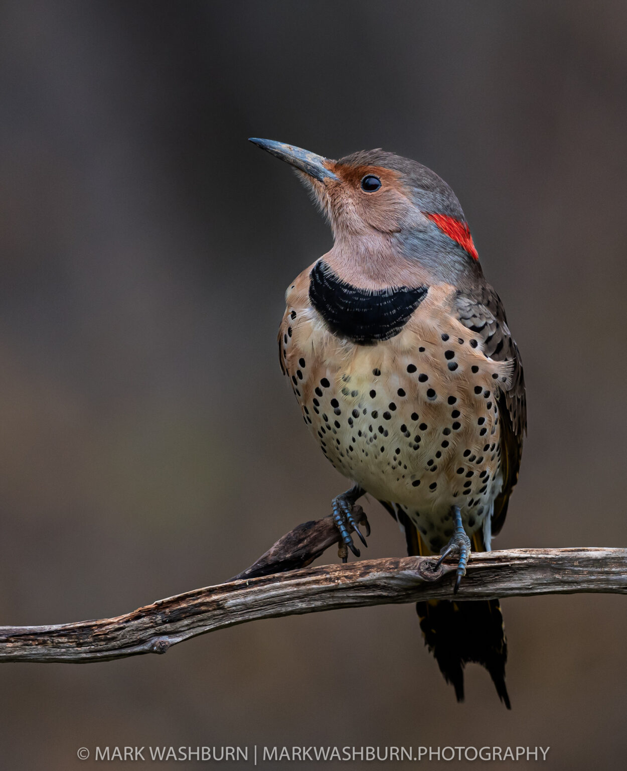 Northern Yellow Shafted Flicker