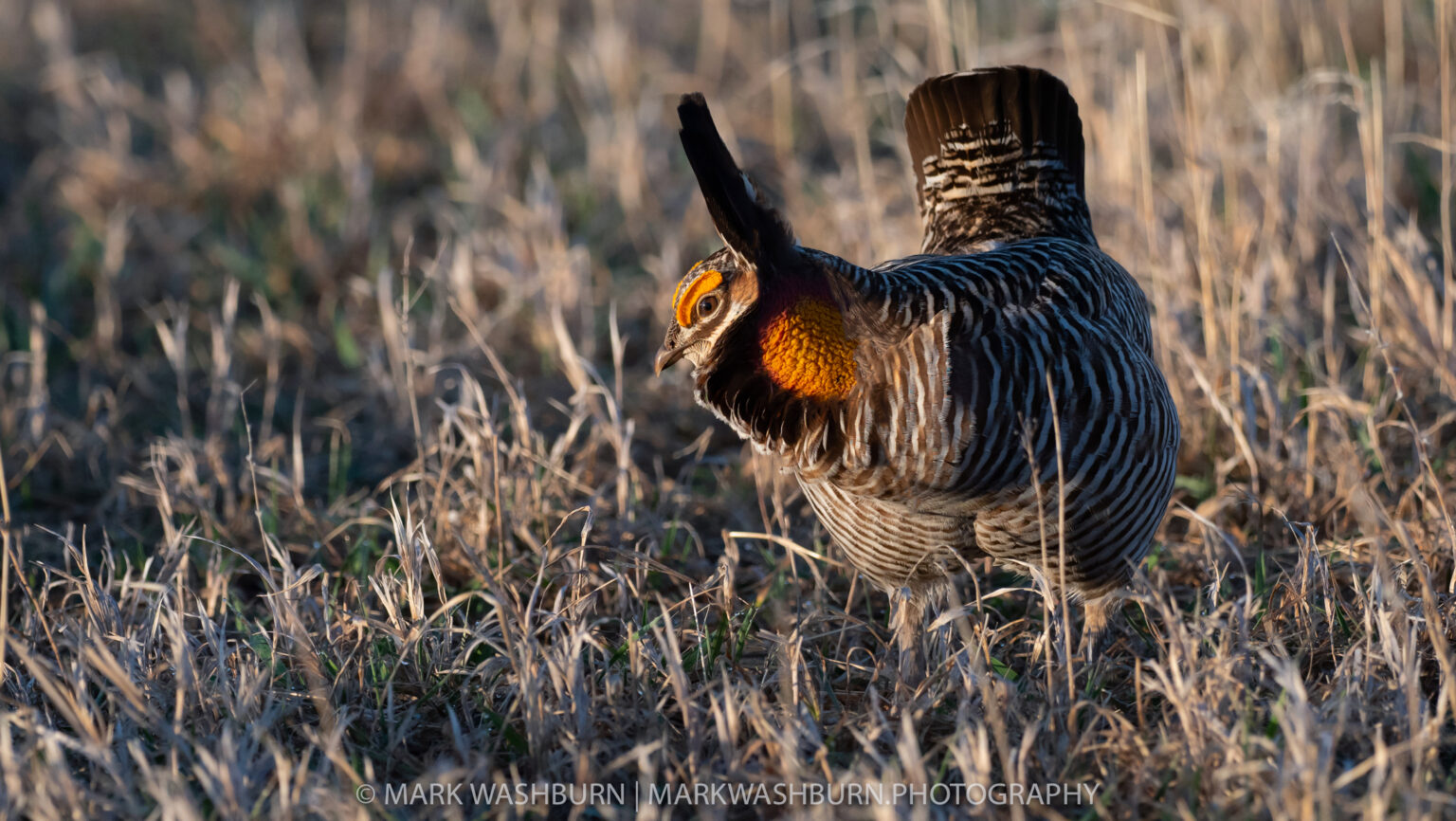 Prairie Chicken At Daybreak