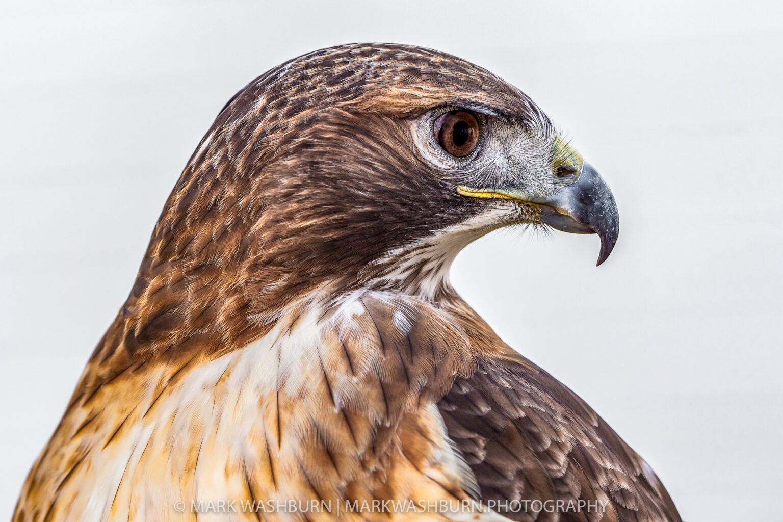 Red Tailed Hawk Portrait