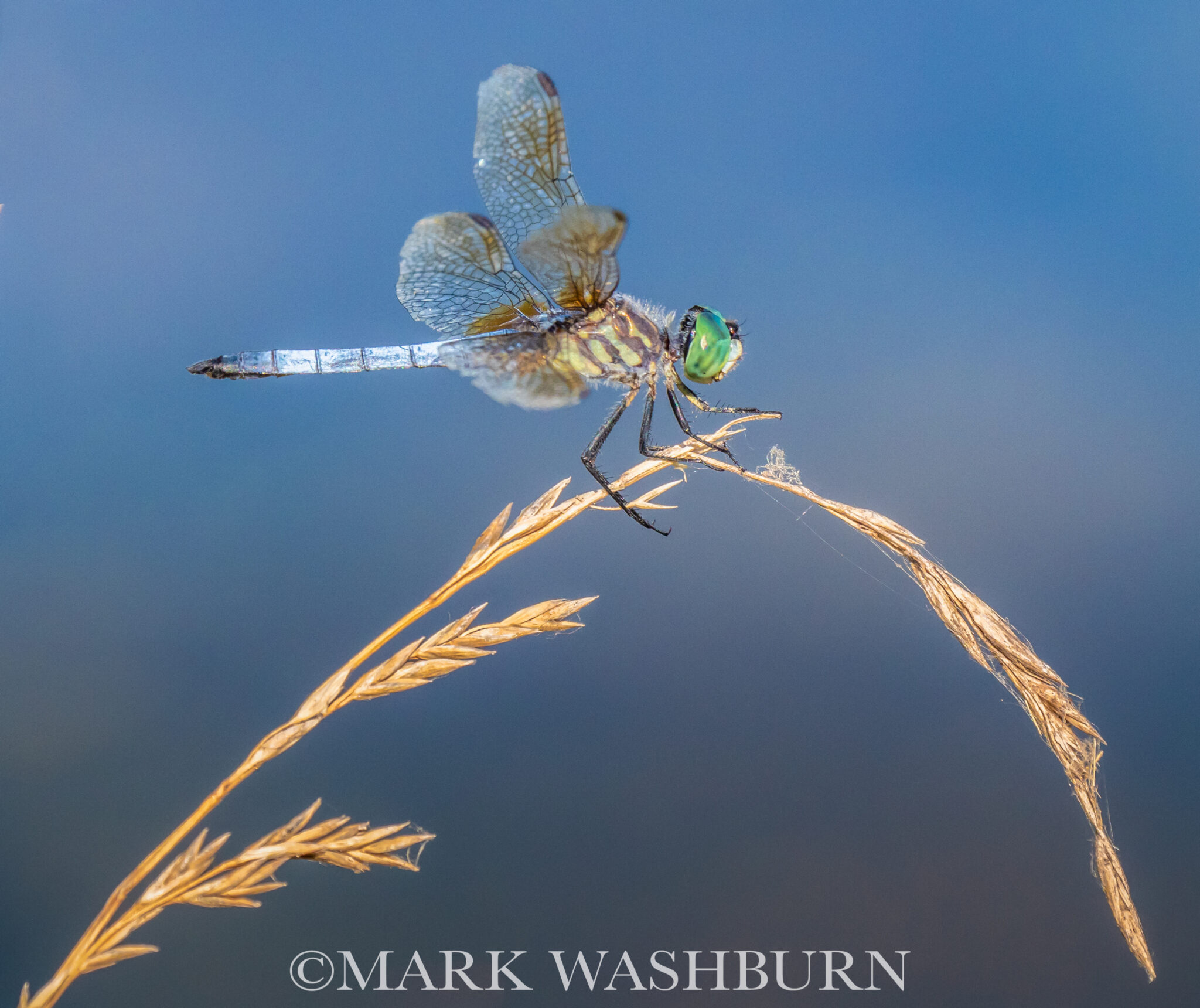 The Balance Of Nature – Blue Darter