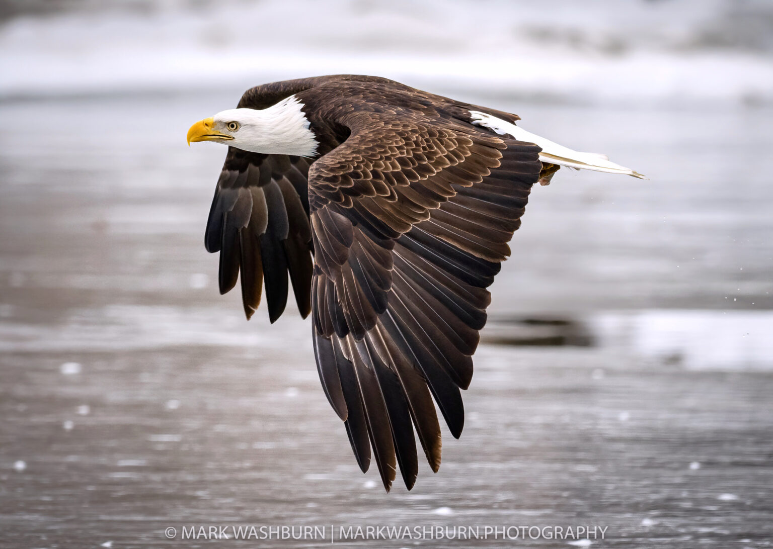 Eagle Flight