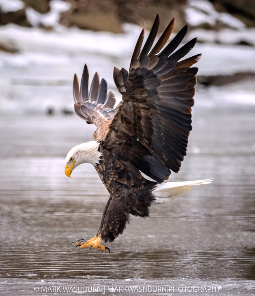 Slow Descent – Bald Eagle