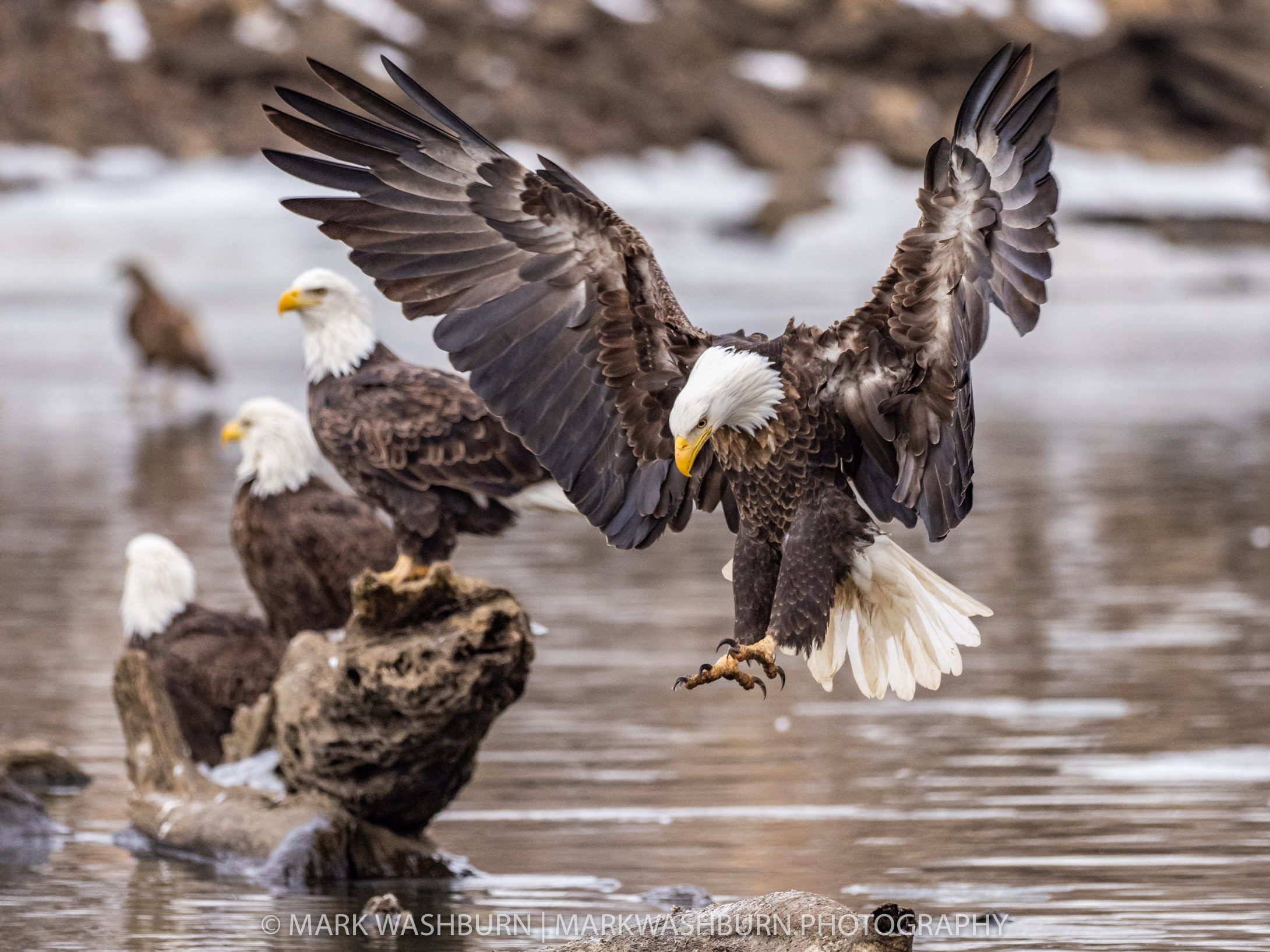 Late Arrival – Bald Eagle