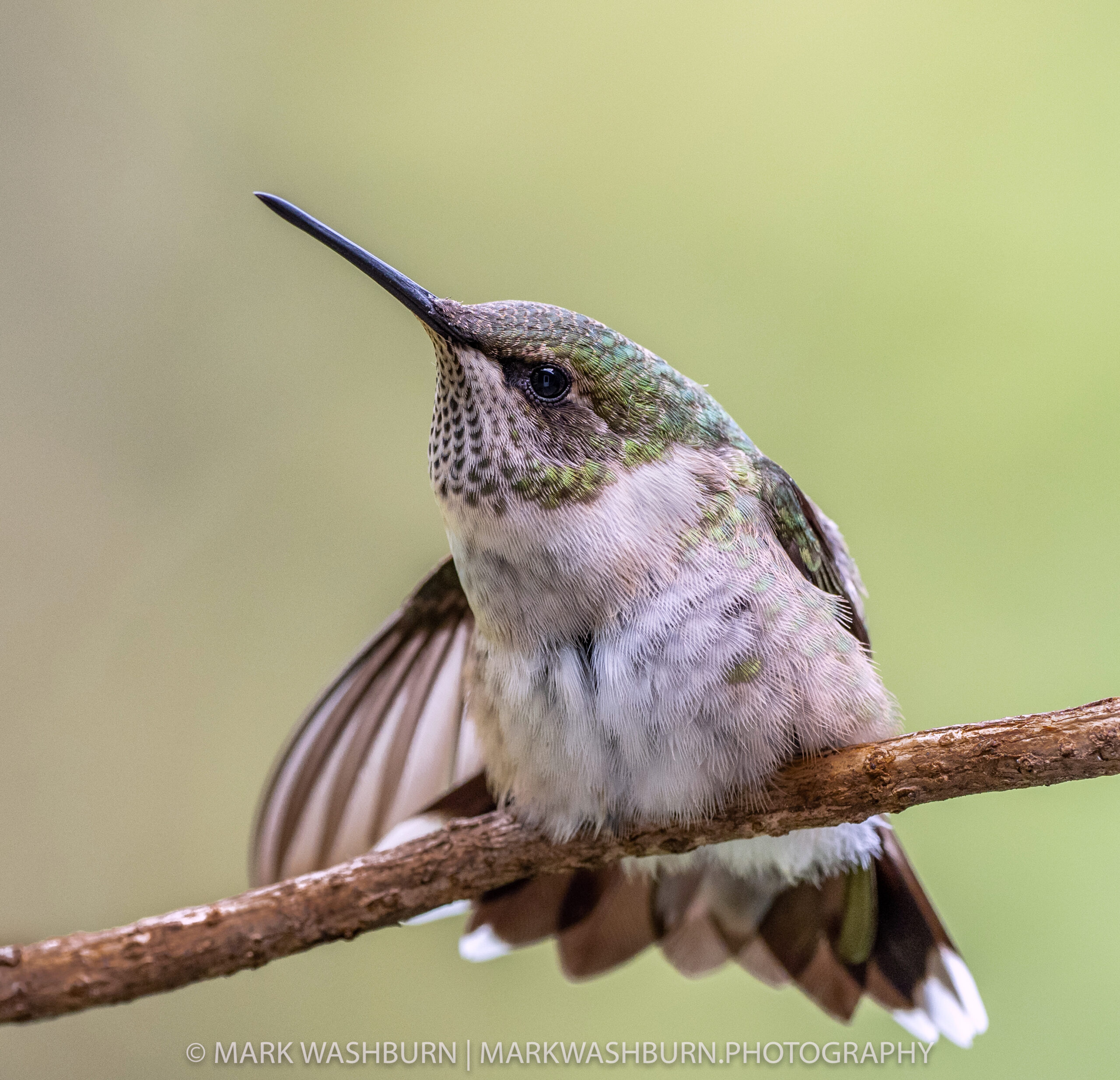 Sign Of Spring – Hummingbird