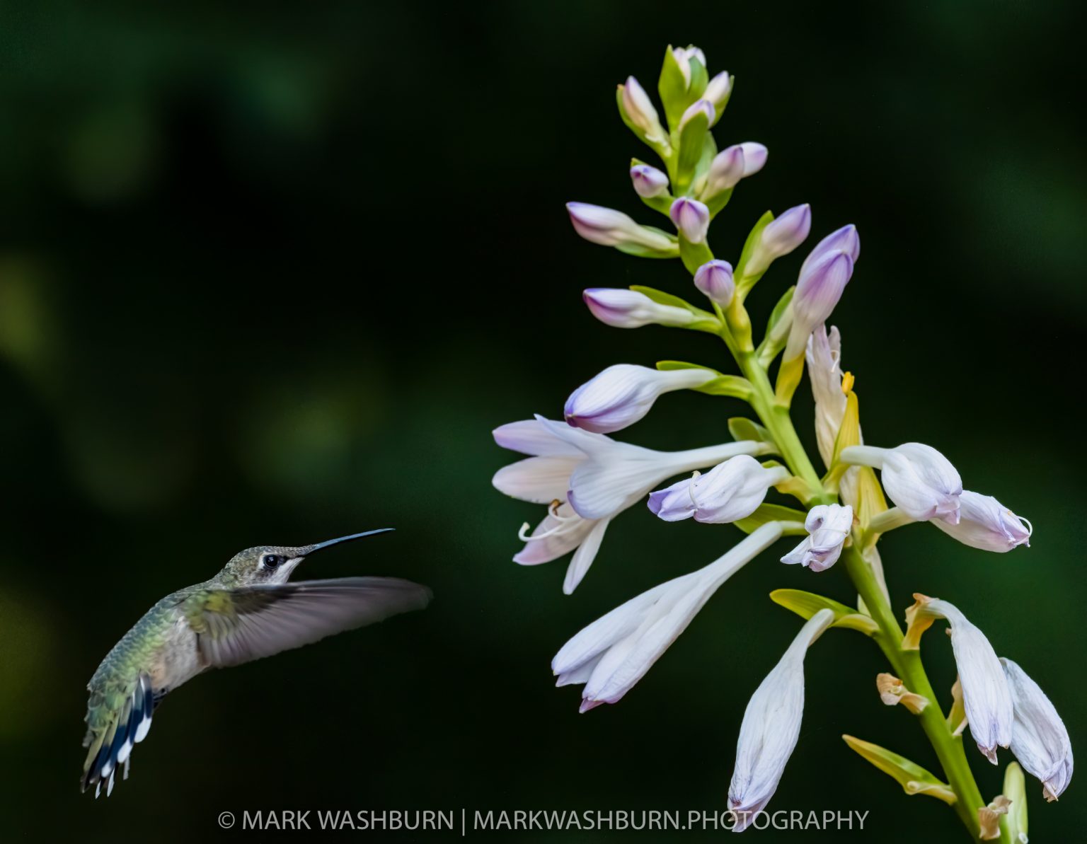 National Hummingbird Day