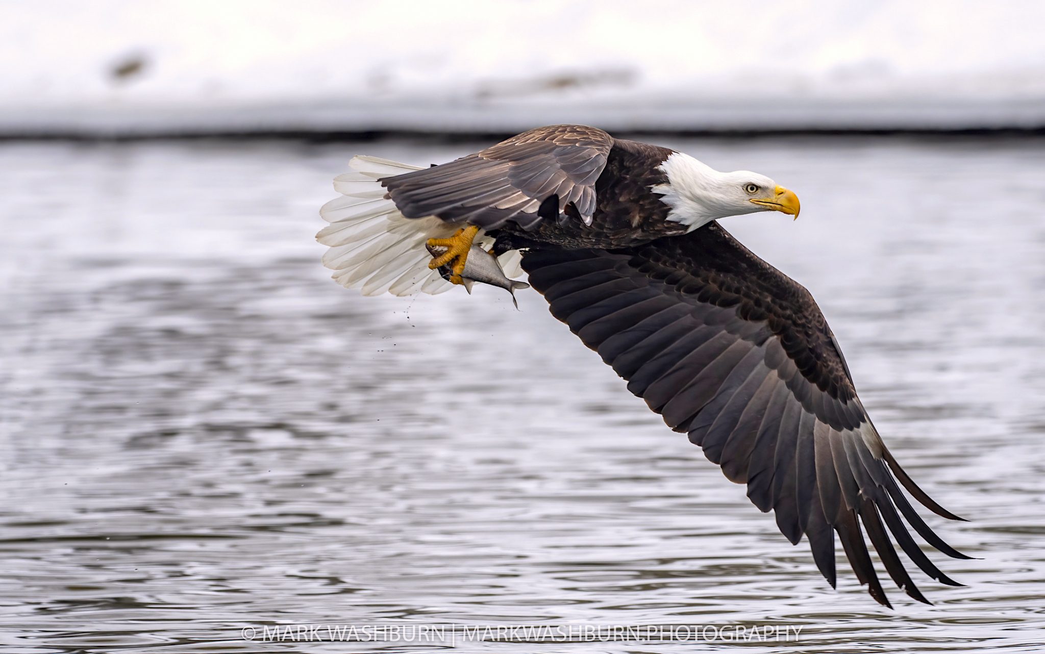 Ice Birds – Bald Eagle